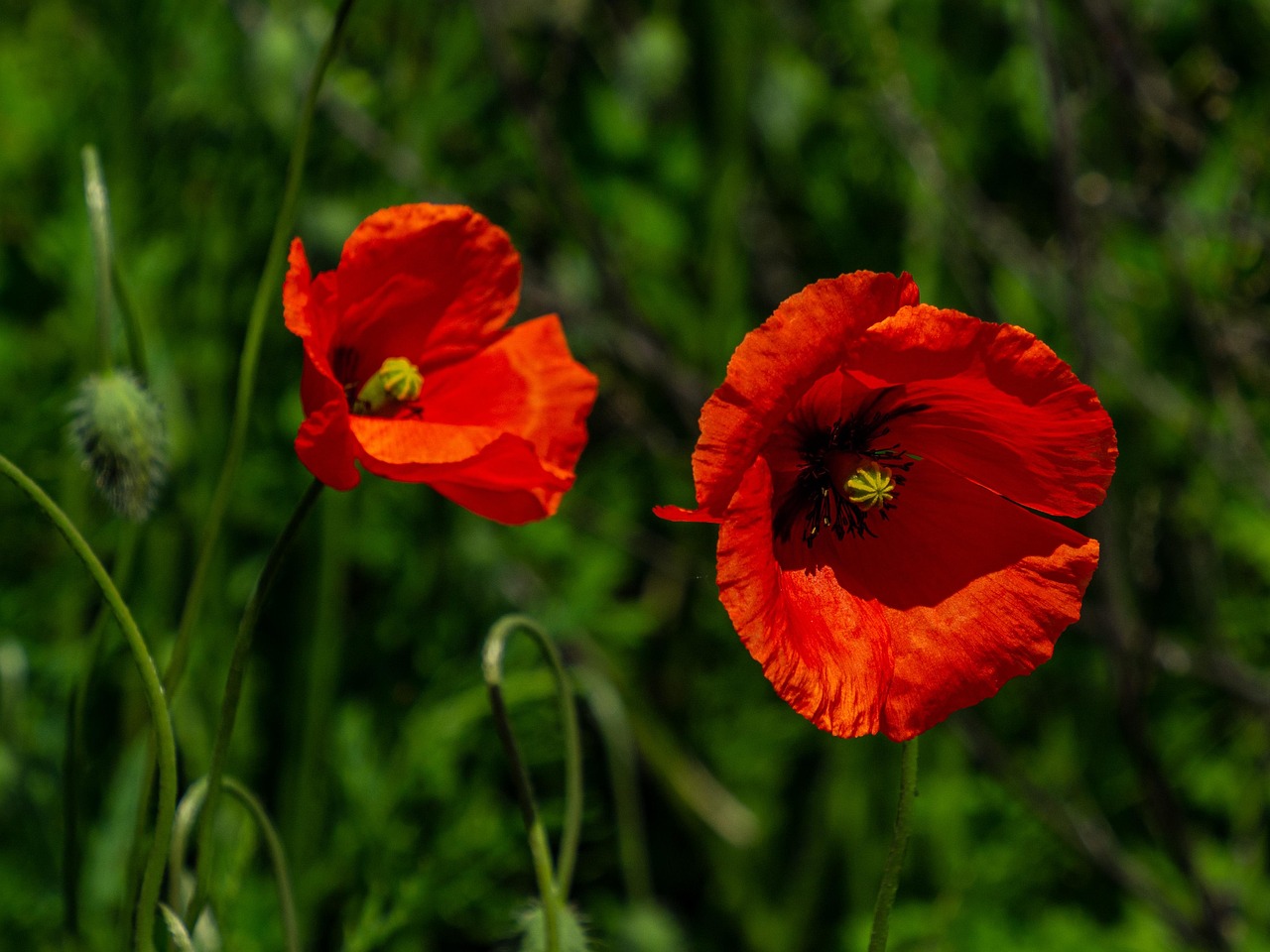 Poppy Wolf Bloom - Free photo on Pixabay