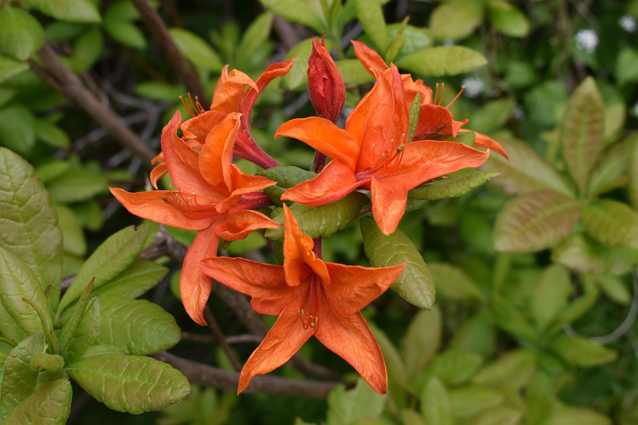 Nature Fleurs Le Printemps - Photo gratuite sur Pixabay - Pixabay