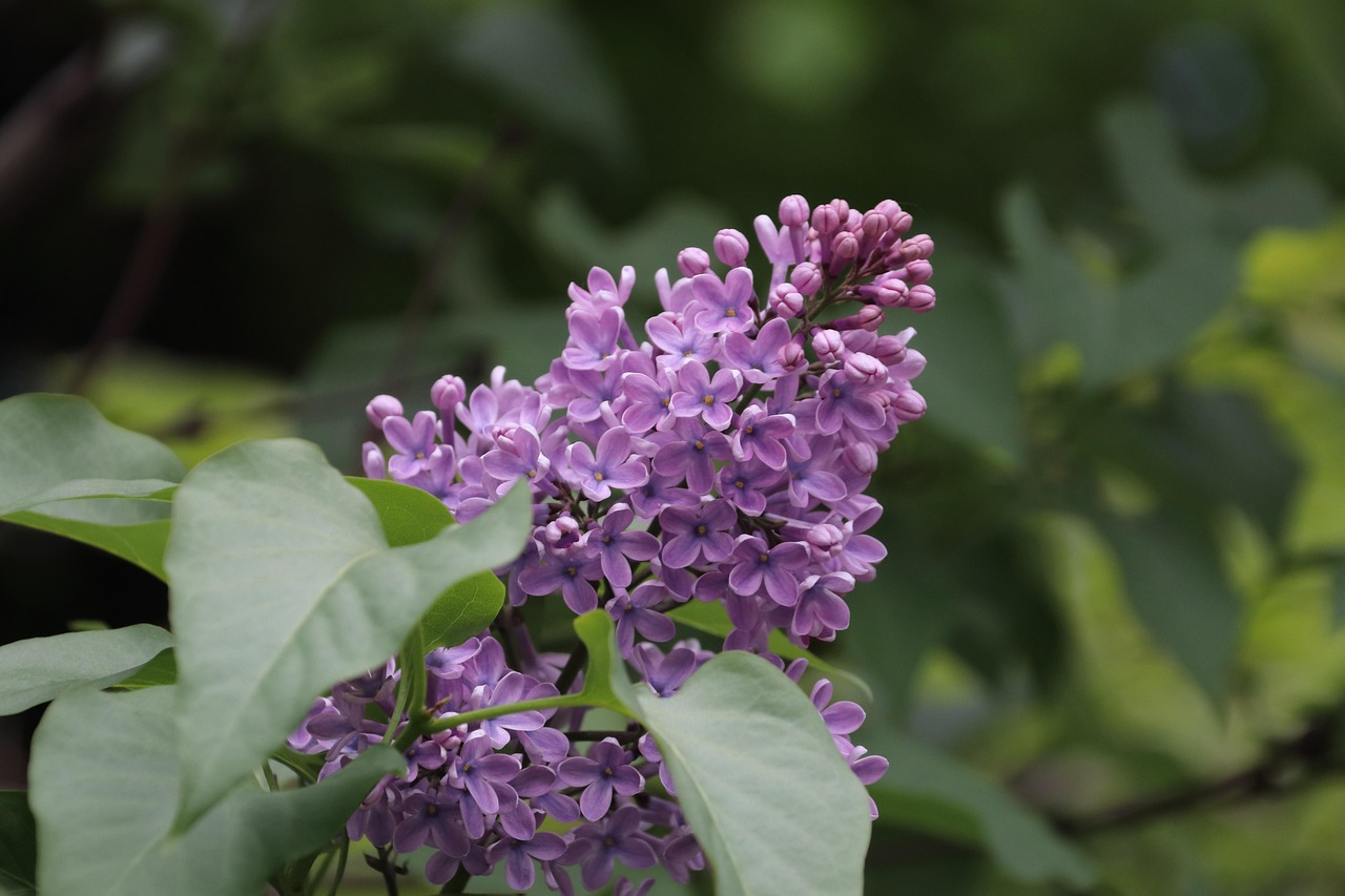 Lilas Floraison Jardin Le - Photo gratuite sur Pixabay - Pixabay