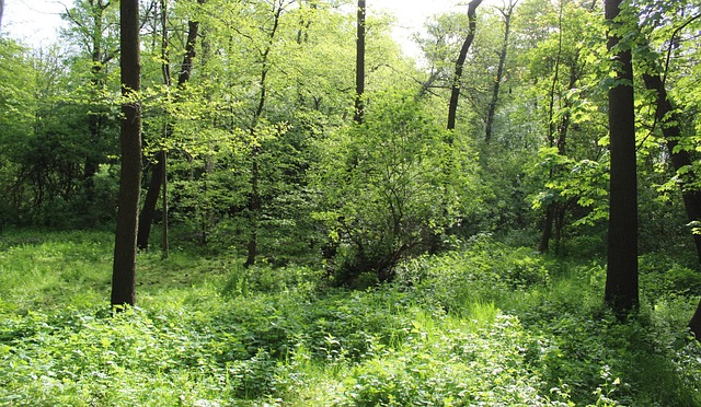 Nature Plants Trees - Free photo on Pixabay - Pixabay