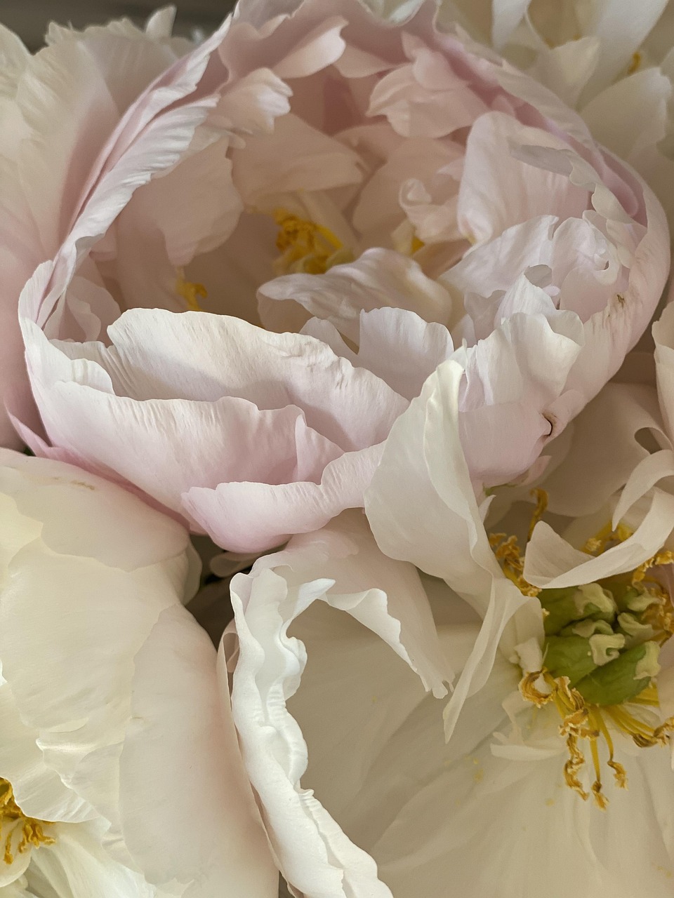 Pivoine Fleur Rose - Photo gratuite sur Pixabay - Pixabay