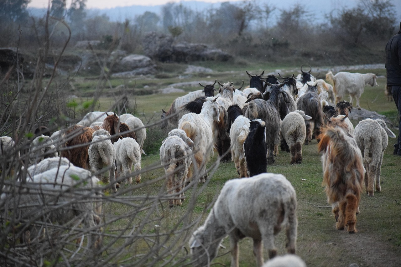Ternak Domba Kambing - Foto gratis di Pixabay - Pixabay