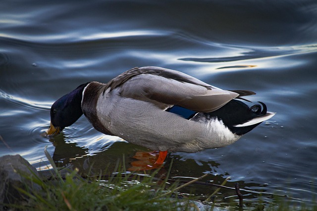 Pato Agua Real - Foto gratis en Pixabay - Pixabay