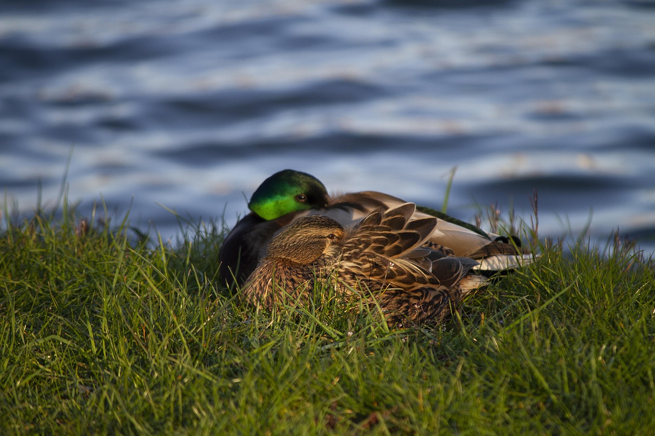 Patos Agua Pato Real - Foto gratis en Pixabay - Pixabay