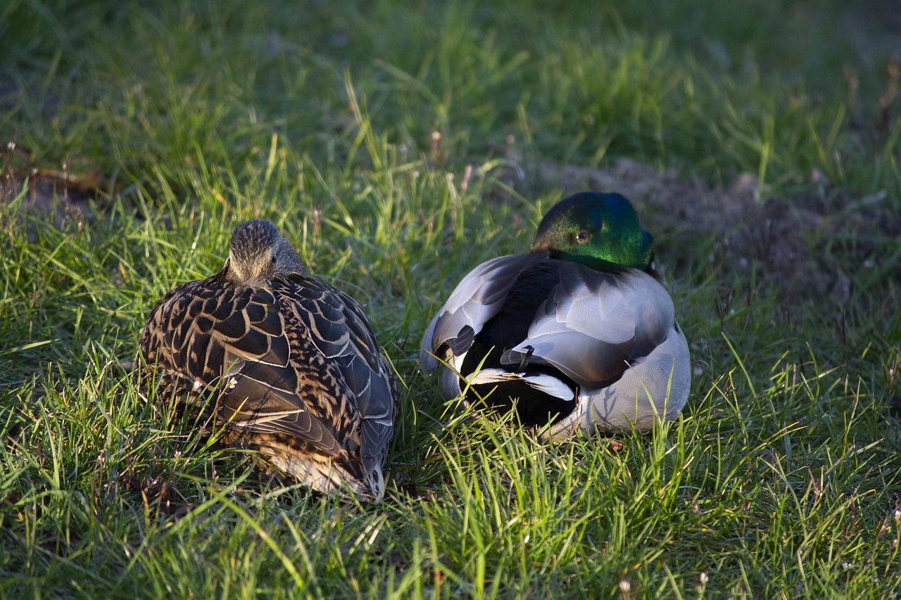 Patos Agua Pato Real - Foto gratis en Pixabay - Pixabay