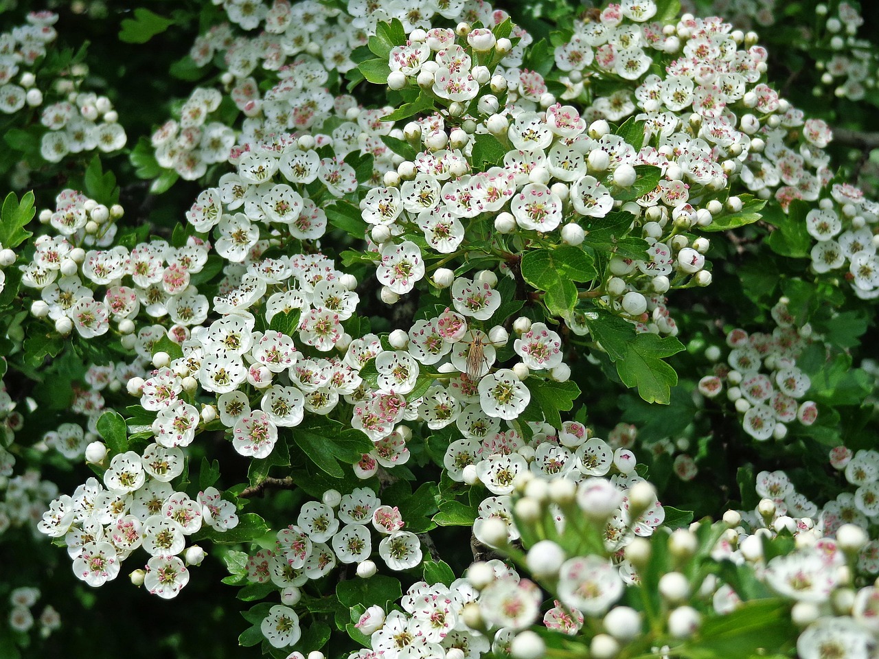 Hawthorn Flowers Spring - Free photo on Pixabay - Pixabay