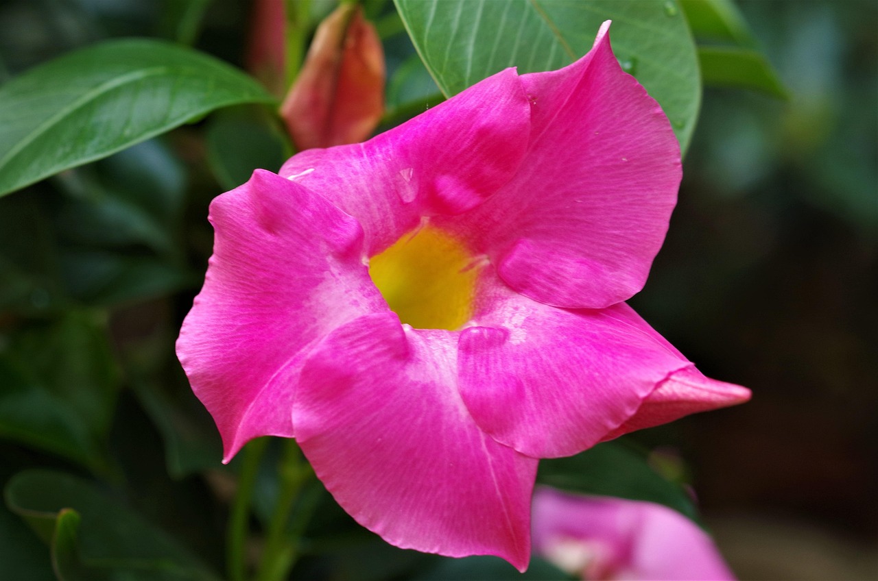Bunga Pink Merah Muda - Foto gratis di Pixabay - Pixabay