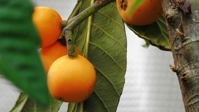 Fruta Nêspera - Foto gratuita no Pixabay - Pixabay