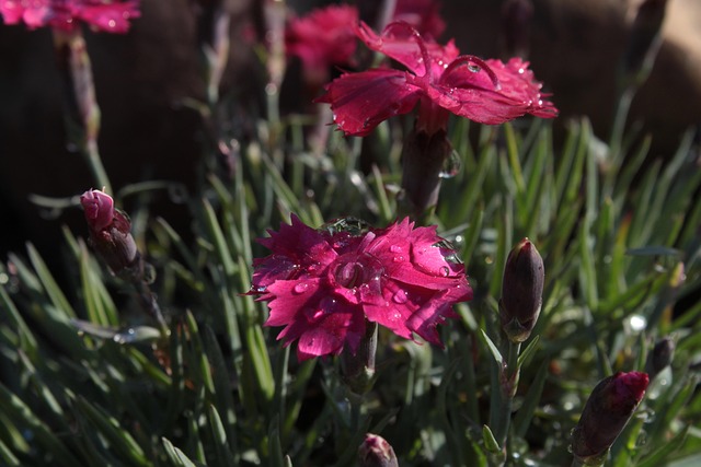Pink Bunga Merah - Foto gratis di Pixabay - Pixabay