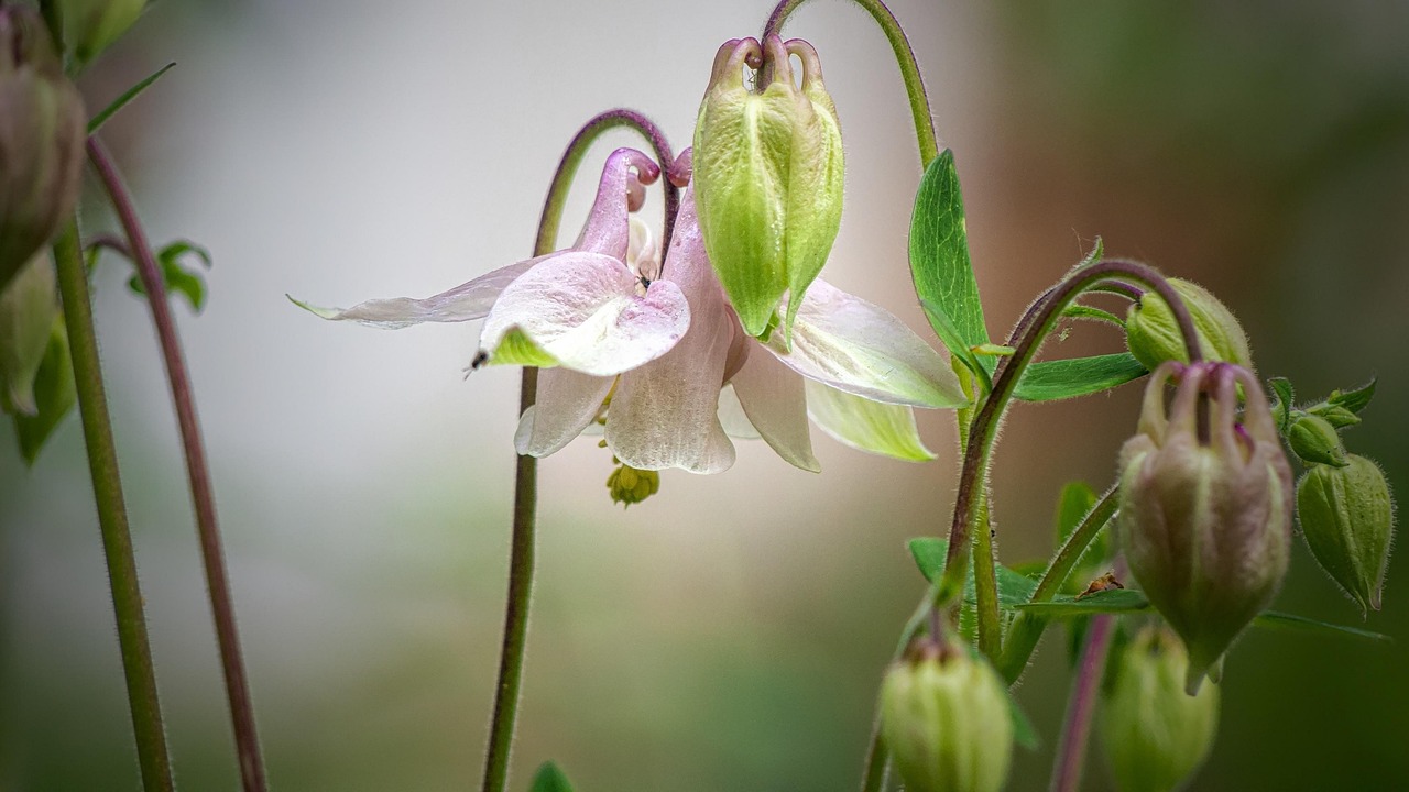 Columbine Bunga Beautyful - Foto gratis di Pixabay - Pixabay