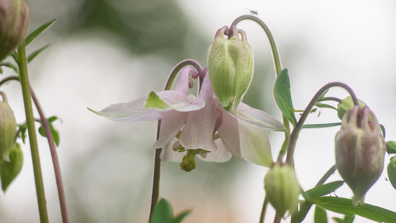 Columbine Bunga Beautyful - Foto gratis di Pixabay