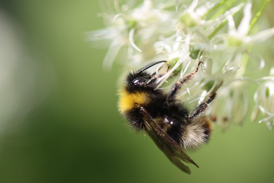 Bourdon Insecte Butiner - Photo gratuite sur Pixabay - Pixabay