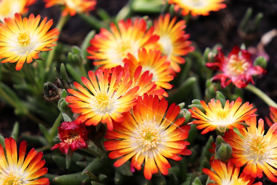Delosperma Planta De Hielo Flores - Foto gratis en Pixabay