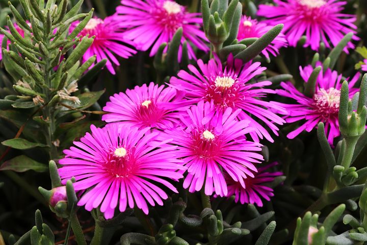 60+ Free Purple Succulents & Succulent Images - Pixabay