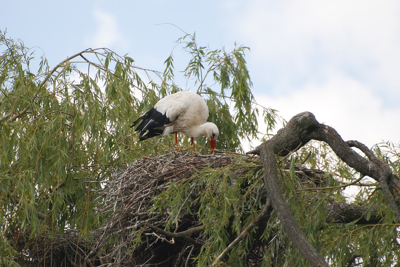 Stork Big Bird Ciconia Red - Free photo on Pixabay - Pixabay