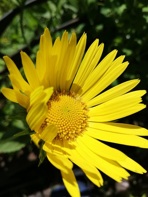 Mais de 700 imagens grátis de Daisy Putih e Natureza - Pixabay
