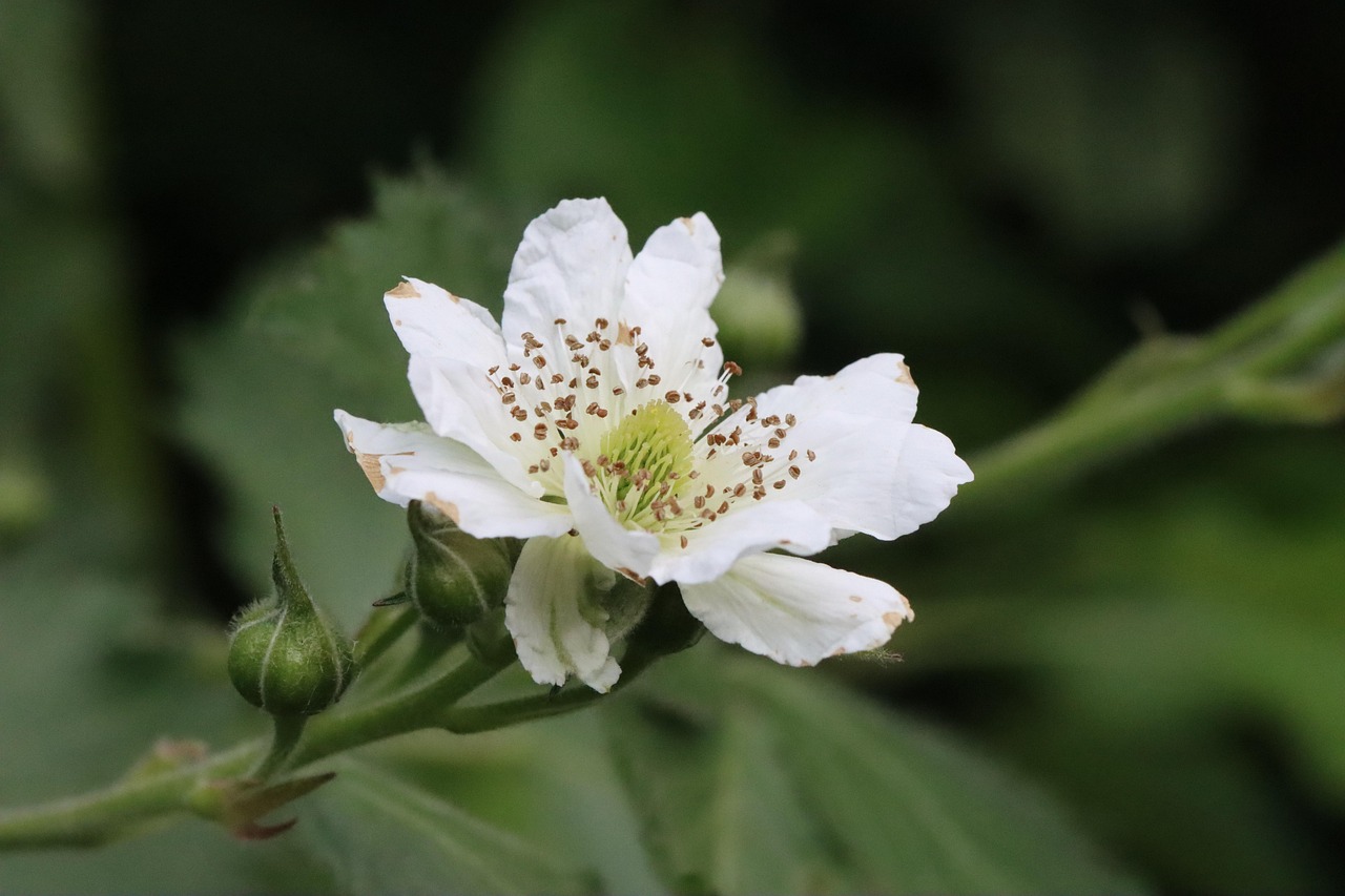 60,000+ Free Mulberry Flower & Mulberry Images - Pixabay