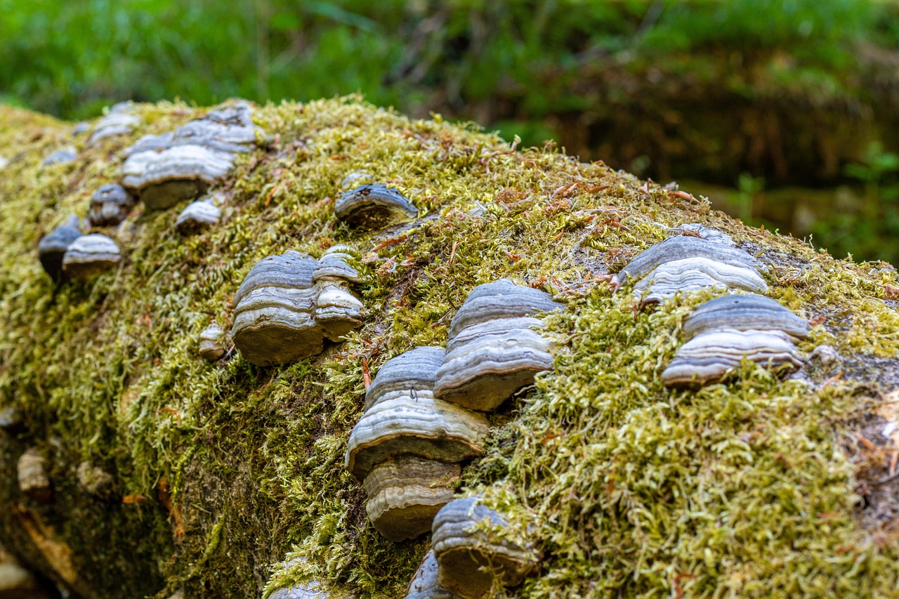 Wald Baum Landschaft - Kostenloses Foto auf Pixabay - Pixabay