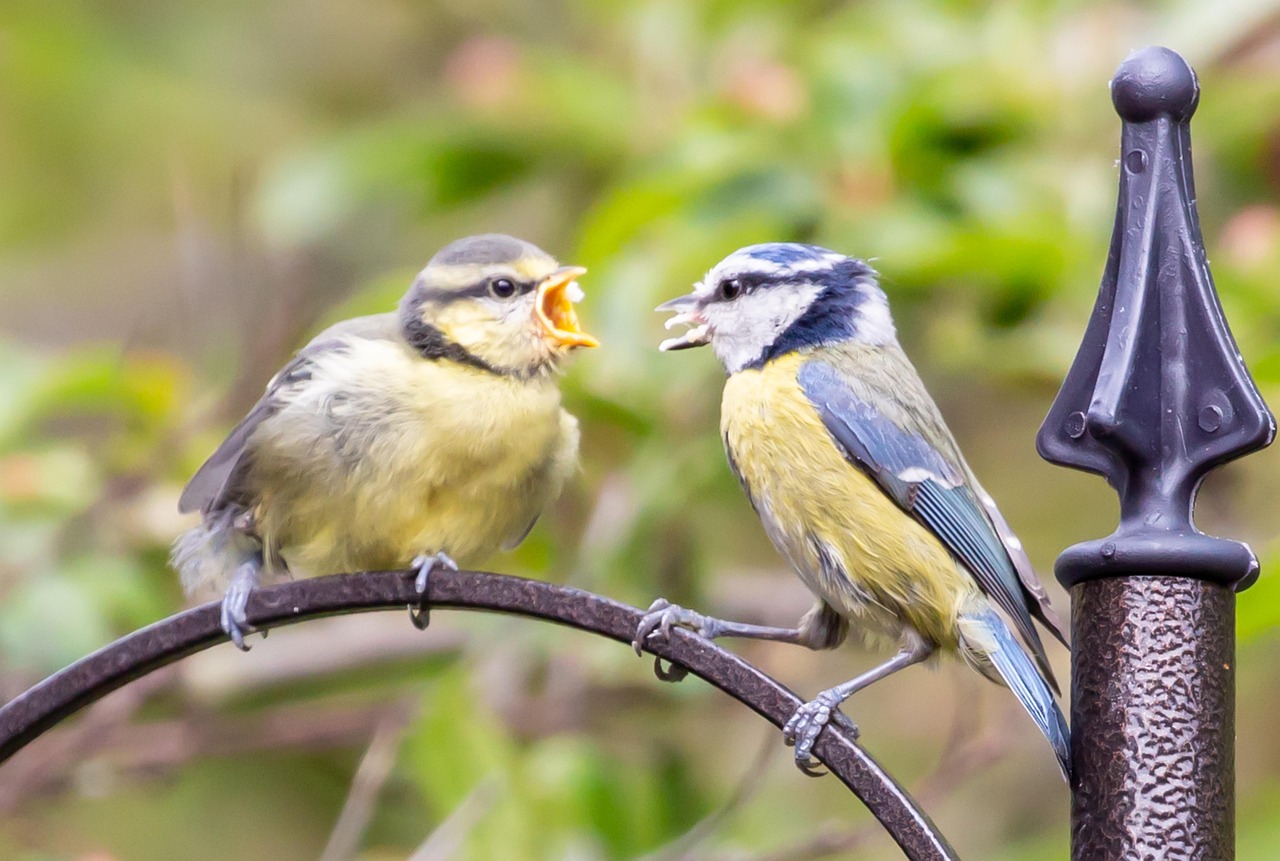Feeding Fledgling Blue Tit - Free photo on Pixabay - Pixabay