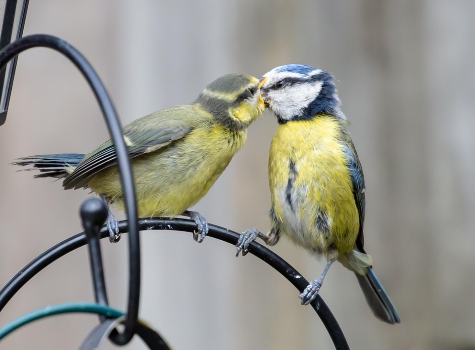 Feeding Fledgling Blue Tit - Free photo on Pixabay