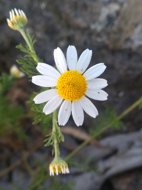 Chamomile Bunga - Foto gratis di Pixabay - Pixabay
