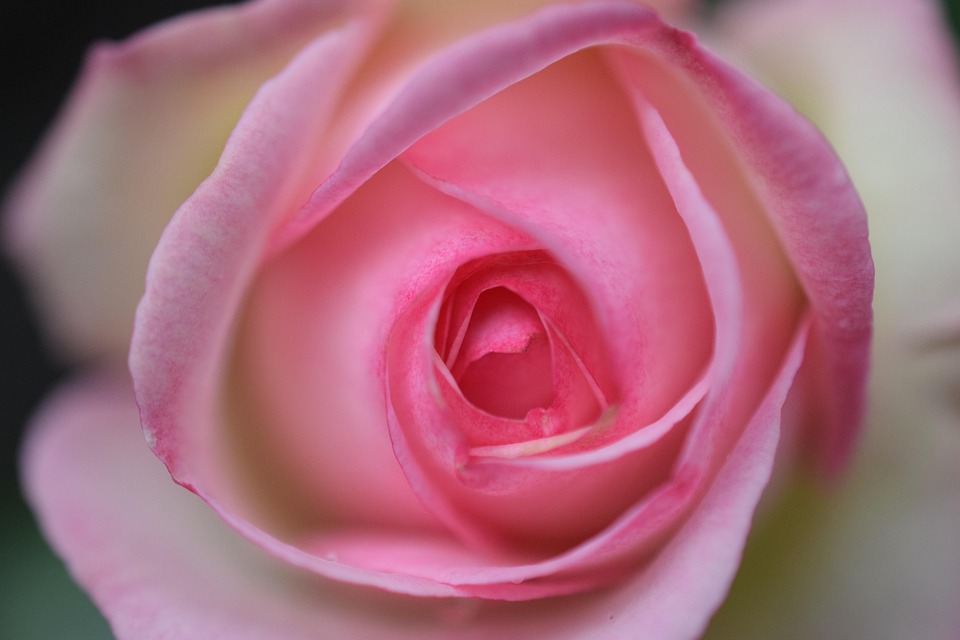 Pink Bunga Musim Semi - Foto gratis di Pixabay - Pixabay
