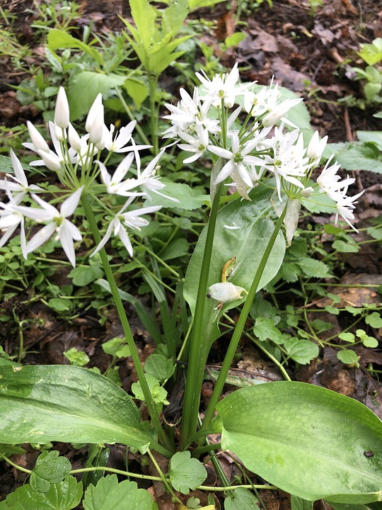 Wild Garlic Bärlauch Bloom Plants - Free photo on Pixabay - Pixabay