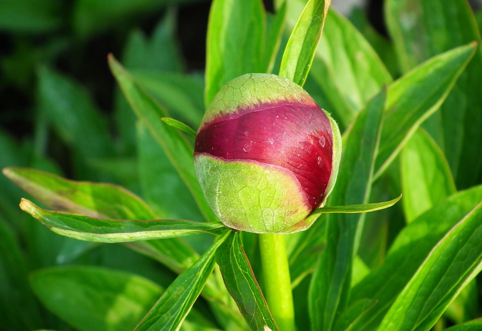 Peony Flower Plant - Free photo on Pixabay - Pixabay