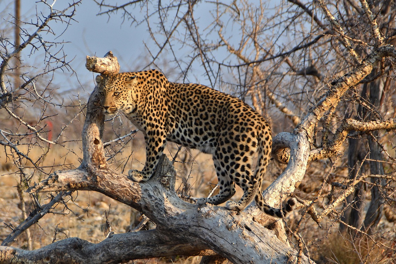 Namibia Desert Leopard - Free photo on Pixabay