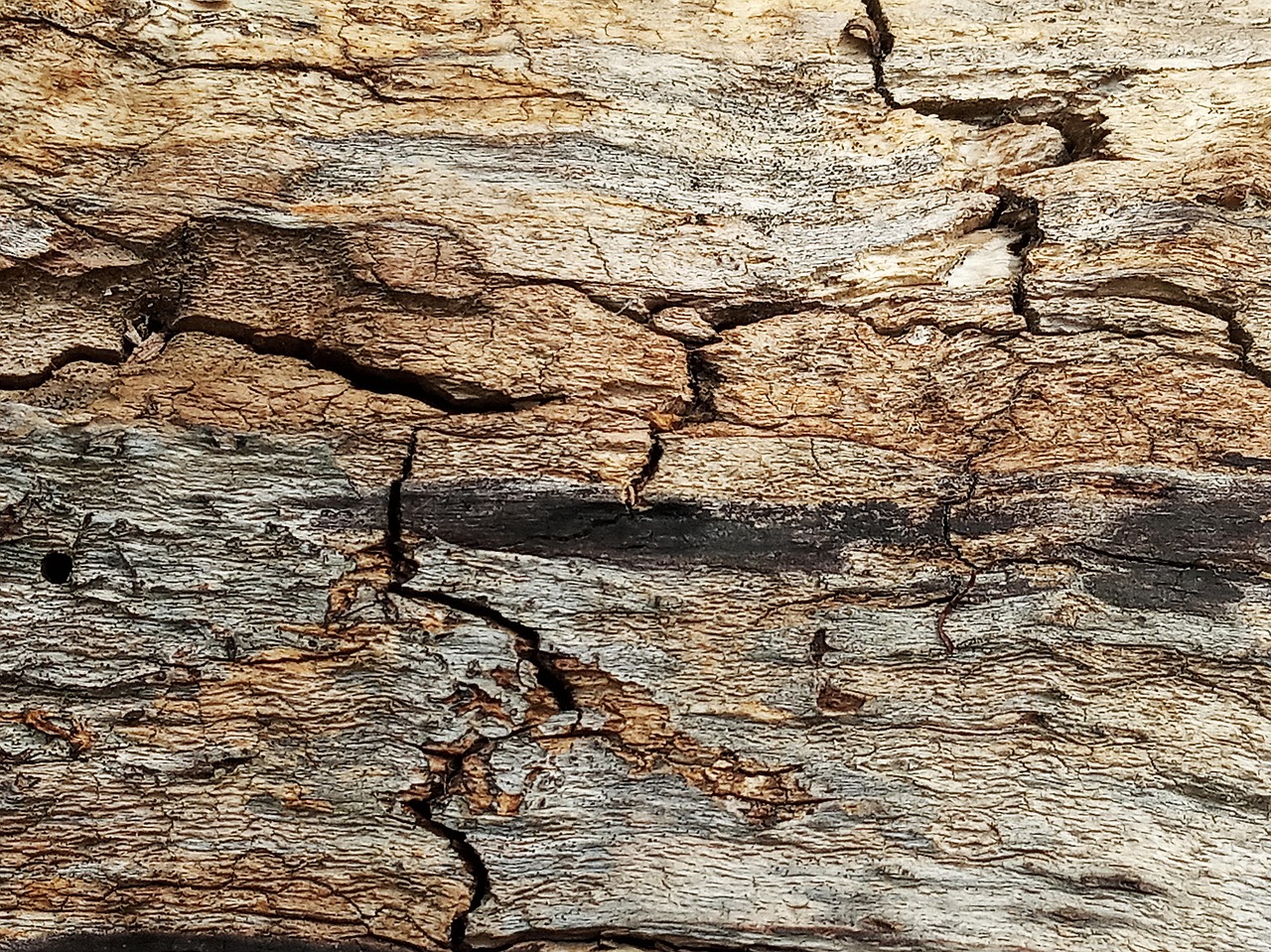 Baum Holz Textur - Kostenloses Foto auf Pixabay - Pixabay