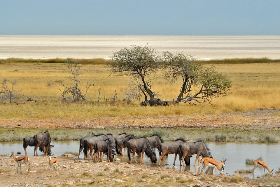 Namibia Wüste Ethosa - Kostenloses Foto auf Pixabay