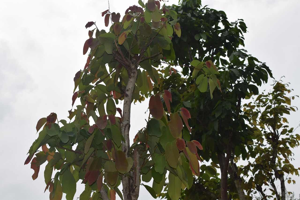 Baum Blatt Tiernahrung Eisvogel - Kostenloses Foto auf Pixabay - Pixabay