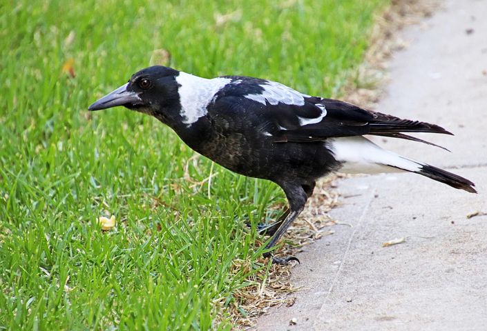 400+ Free Magpie & Bird Images