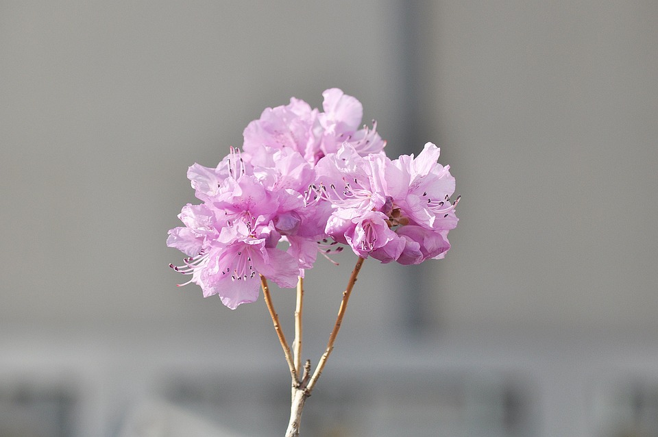 Korean Rosebay Flower Spring - Free photo on Pixabay