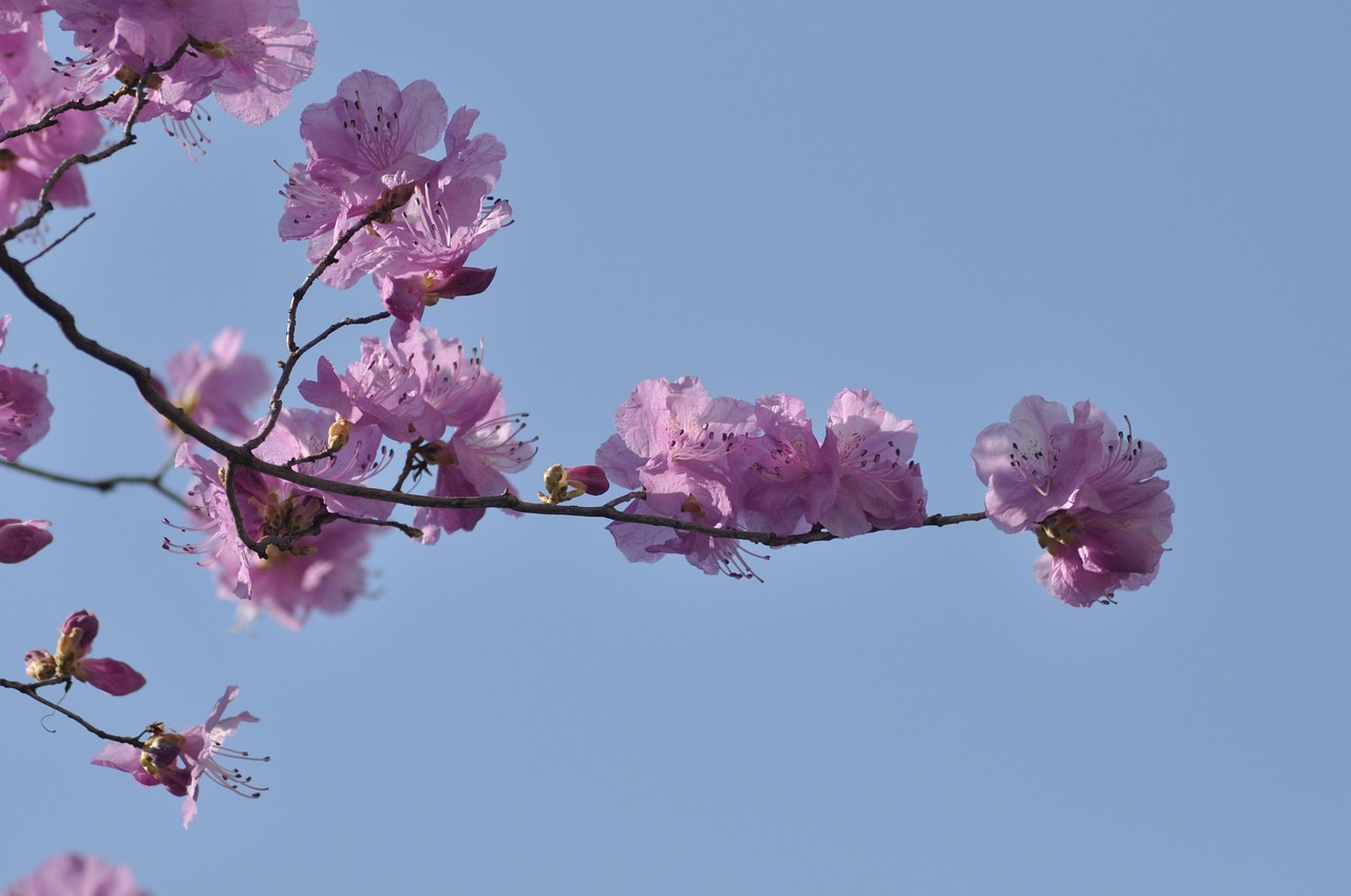 Korean Rosebay Flower Spring - Free photo on Pixabay - Pixabay