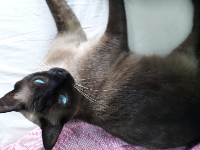 Gato Felino Pet - Foto gratuita no Pixabay - Pixabay