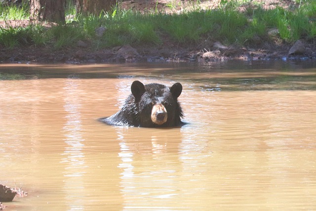 Bear Forest Nature - Free photo on Pixabay