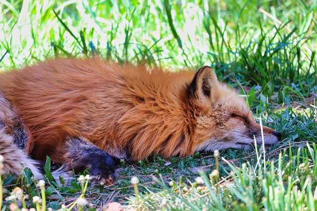 Fox Wild Wildlife - Free photo on Pixabay