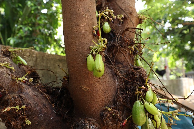 Bilimbi Fruit Green - Free photo on Pixabay