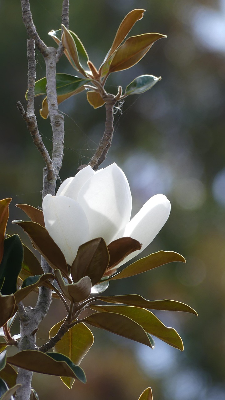 Magnolia Flower Nature - Free photo on Pixabay - Pixabay