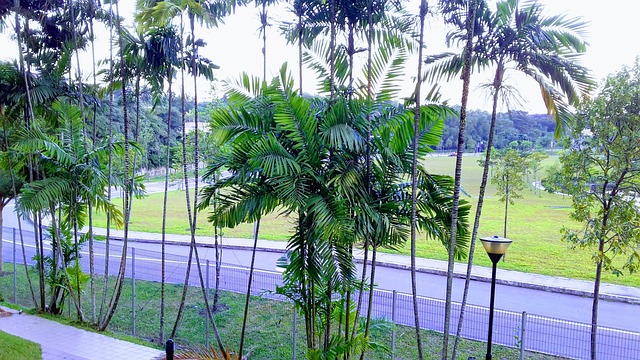 Window View Singapore Trees - Free photo on Pixabay - Pixabay