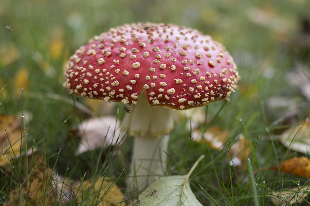 Mushroom Autumn Red - Free photo on Pixabay - Pixabay