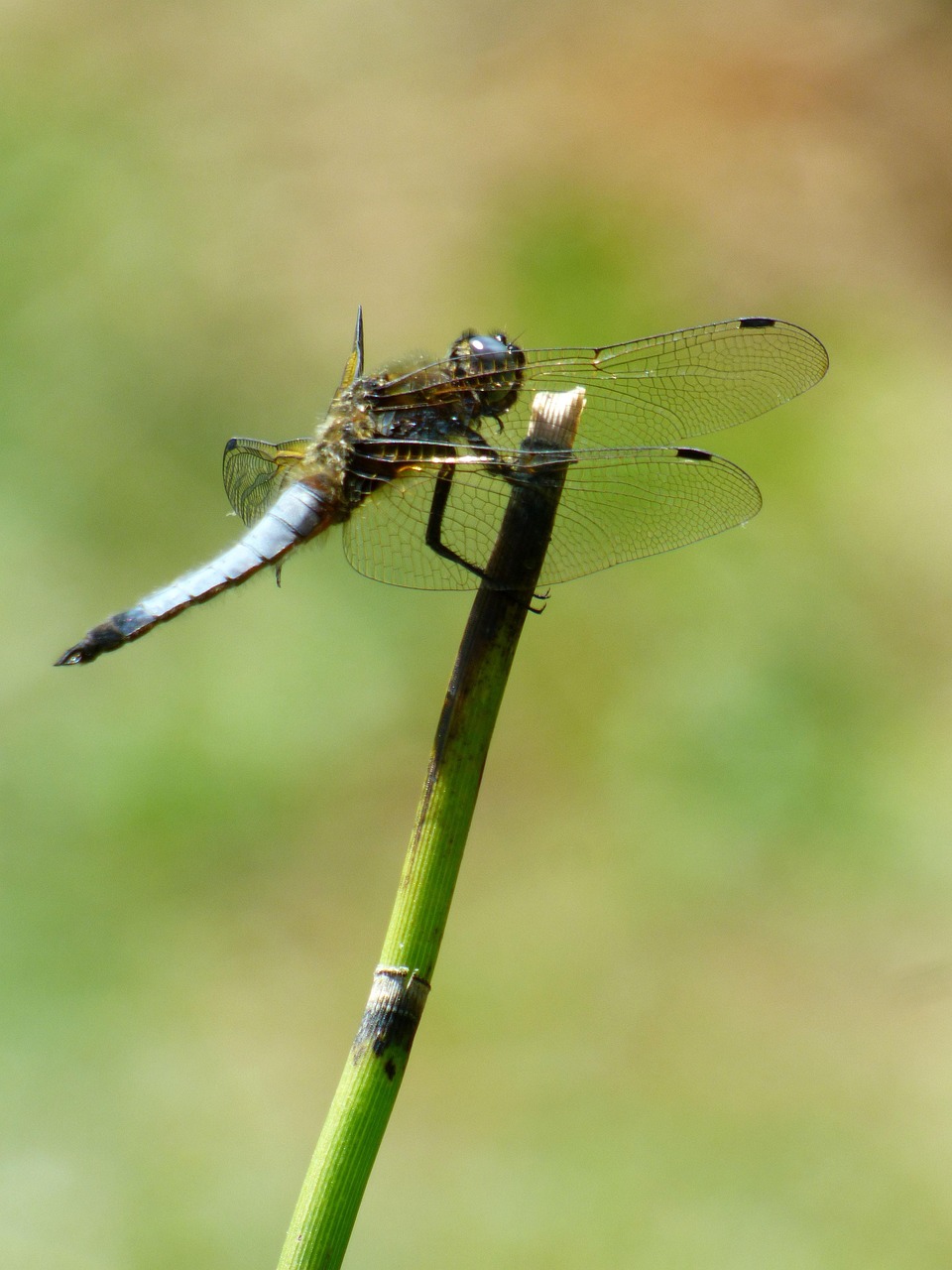Young Lady Dragonfly Insects - Free photo on Pixabay