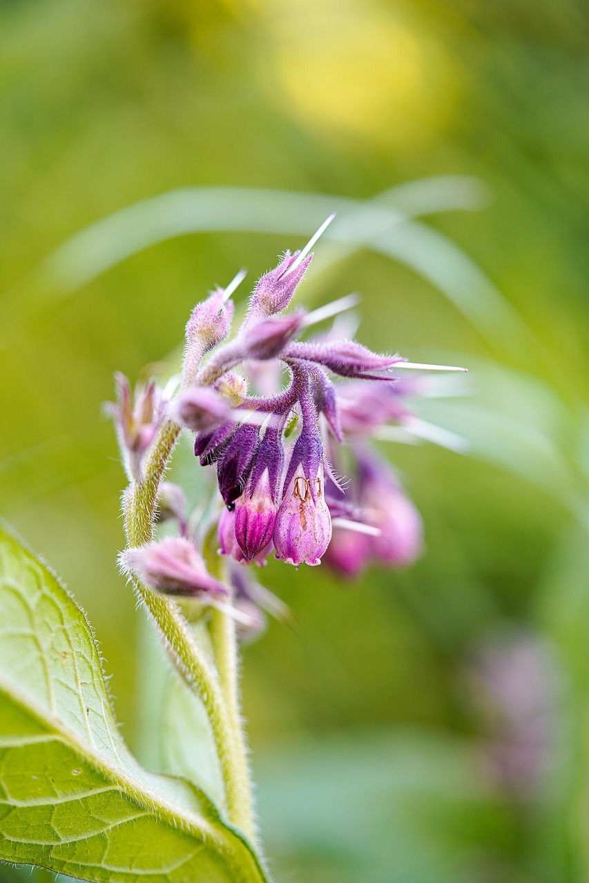 Plant Flower Comfrey - Free photo on Pixabay - Pixabay