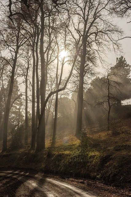 Forest At Dawn Landscape Patagonia - Free photo on Pixabay - Pixabay