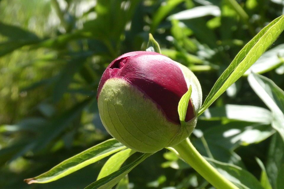 Blume Pfingstrose Frühling - Kostenloses Foto auf Pixabay