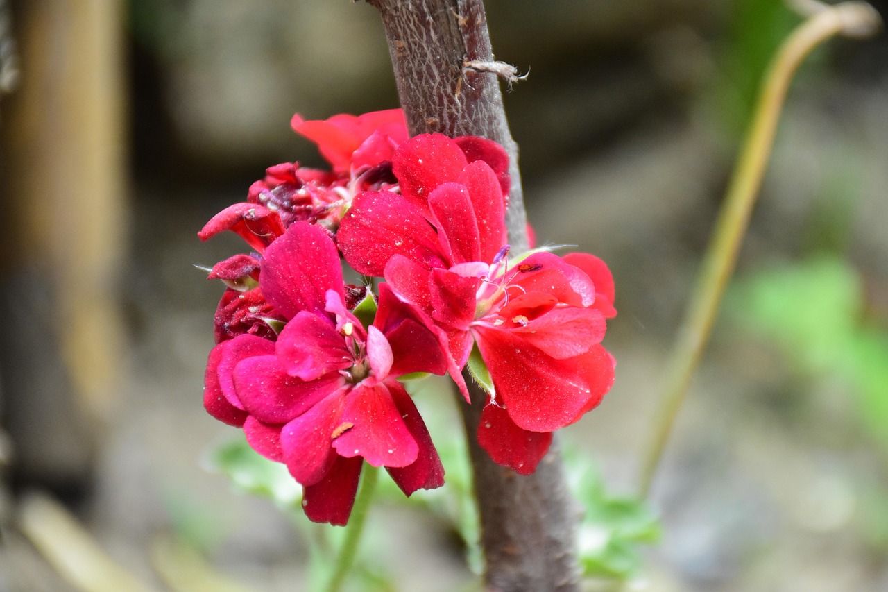 红花 盛开 花 - Pixabay上的免费照片 - Pixabay