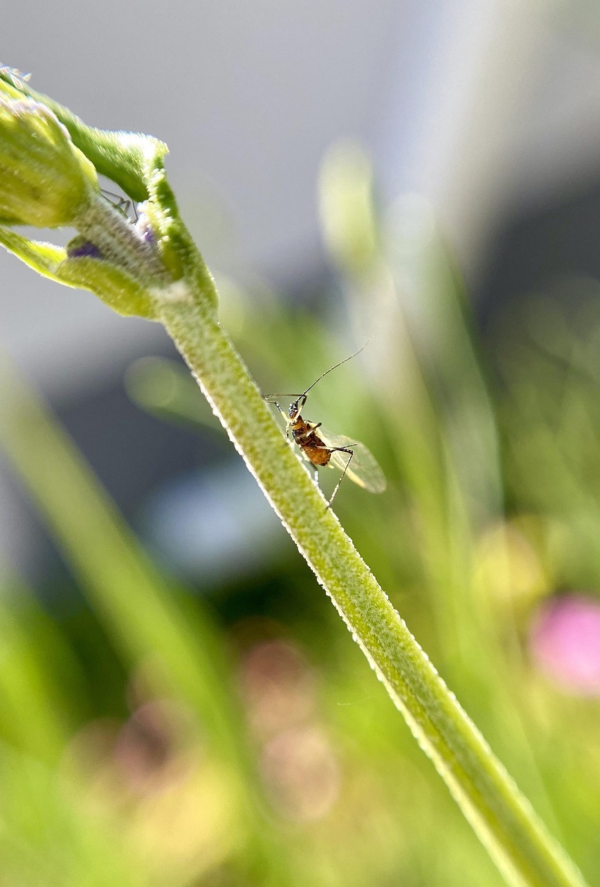 Fly Macro Insect Close - Free photo on Pixabay - Pixabay