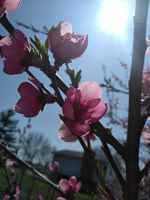 Peach Tree Nature - Free photo on Pixabay - Pixabay