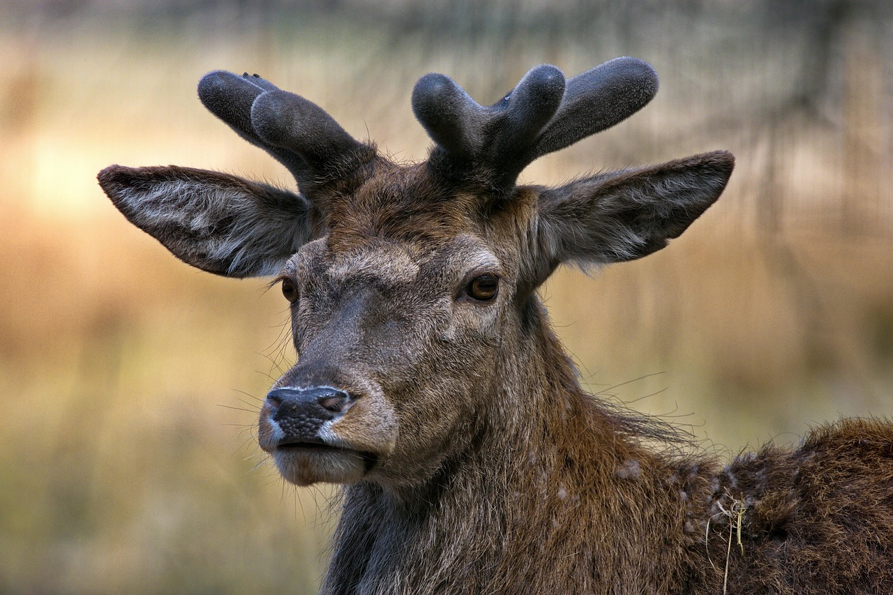 Red Deer Antler - Free photo on Pixabay - Pixabay
